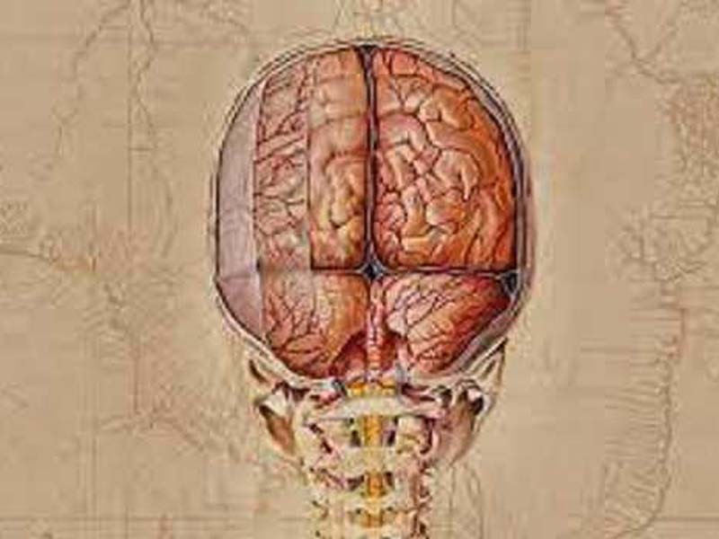 Detailed cell maps of the human and nonhuman monkey brains